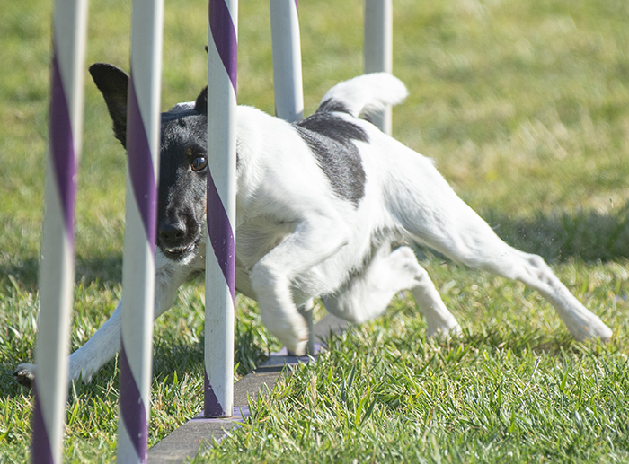 Debby Wheeler – All Things Dog Agility – AKC Agility Exhibitor Maps, Agility Training Videos ...